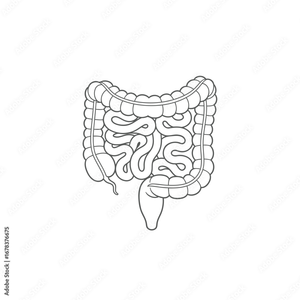 Line drawing of the human digestive system showing the large and small ...