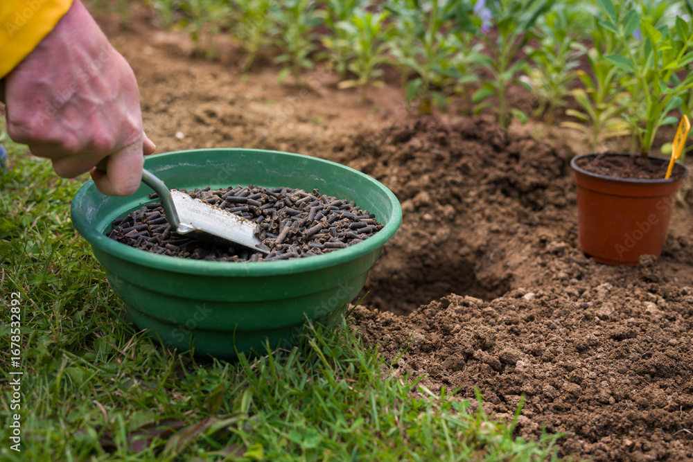 Preparing soil for planting, fertilizing with compressed chicken manure ...
