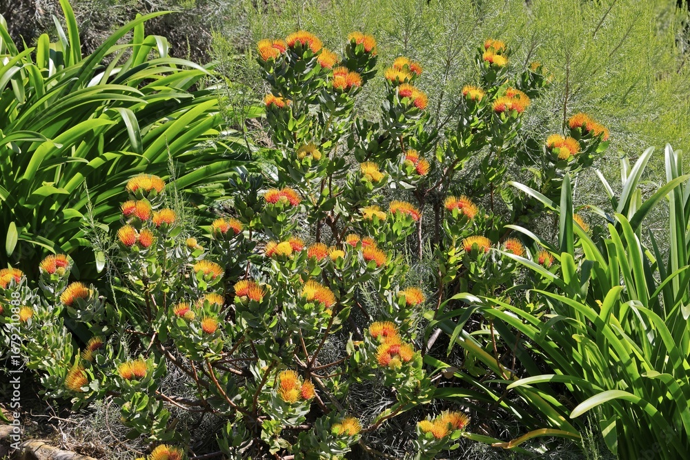 Pincushion protea (Leucospermum oleifolium), flower, in bloom ...