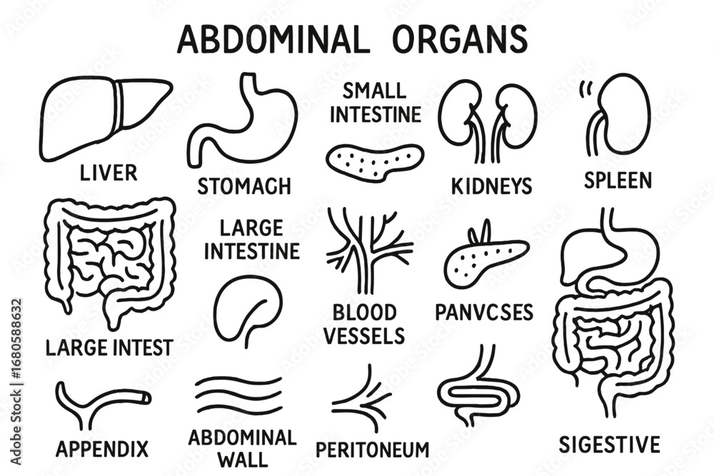 Abdominal Organs Doodle. Hand-drawn doodle illustration abdominal ...
