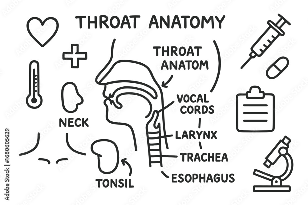 Throat Anatomy Doodle. Hand-drawn doodle illustration throat anatomy ...