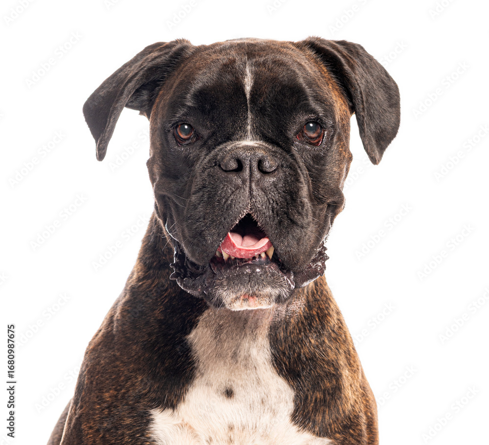 Boxer dog panting on white background Stock Photo | Adobe Stock