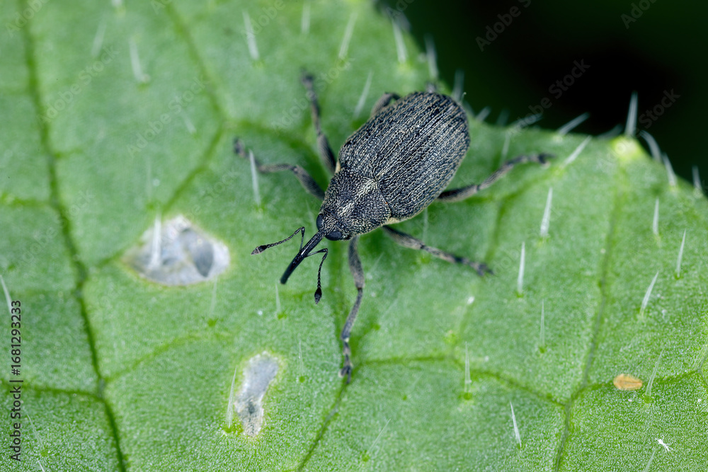 Turnip gall weevil, Ceutorhynchus assimilis (formely obstrictus ...