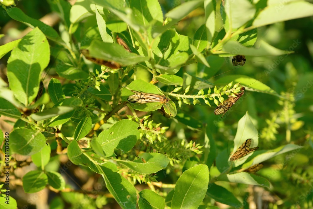 Foto stock di Salix chaenomeloides, known as Wangbeodeul, is a tall ...