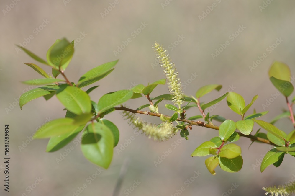 Salix chaenomeloides, called Wangbeodeul in Korea, is a large deciduous ...