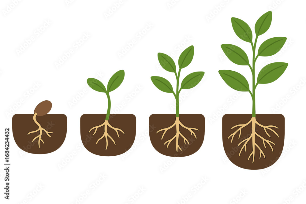 Plant growth stages vector illustration. Seed germination and sprouting ...