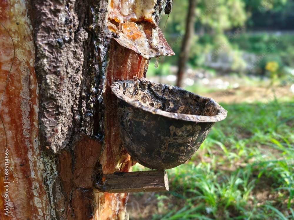 A traditional pine tree tapping process by local workers in rural ...