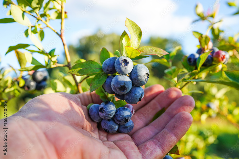 Stock-Foto „Blueberry on branch of a bush in hand. Blueberries ripening ...