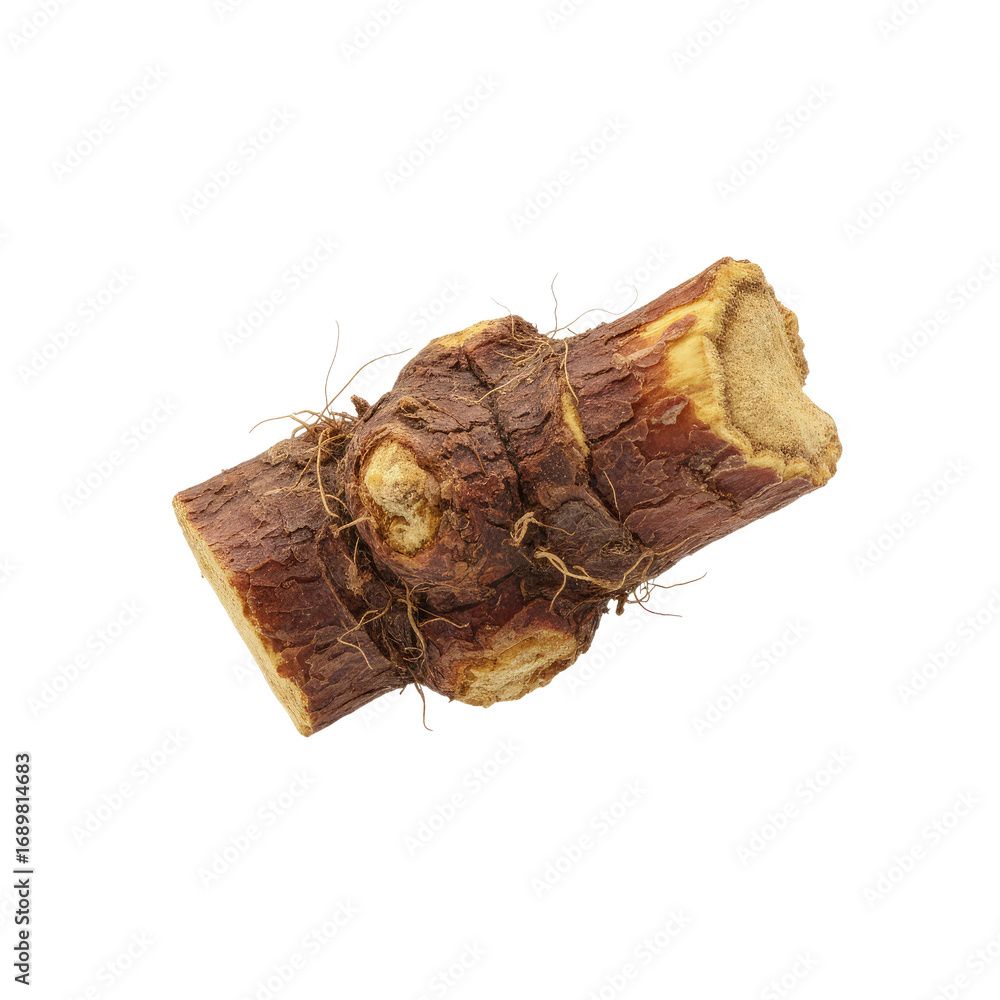 Rustic dried root segment with intricate texture and fine root hairs ...