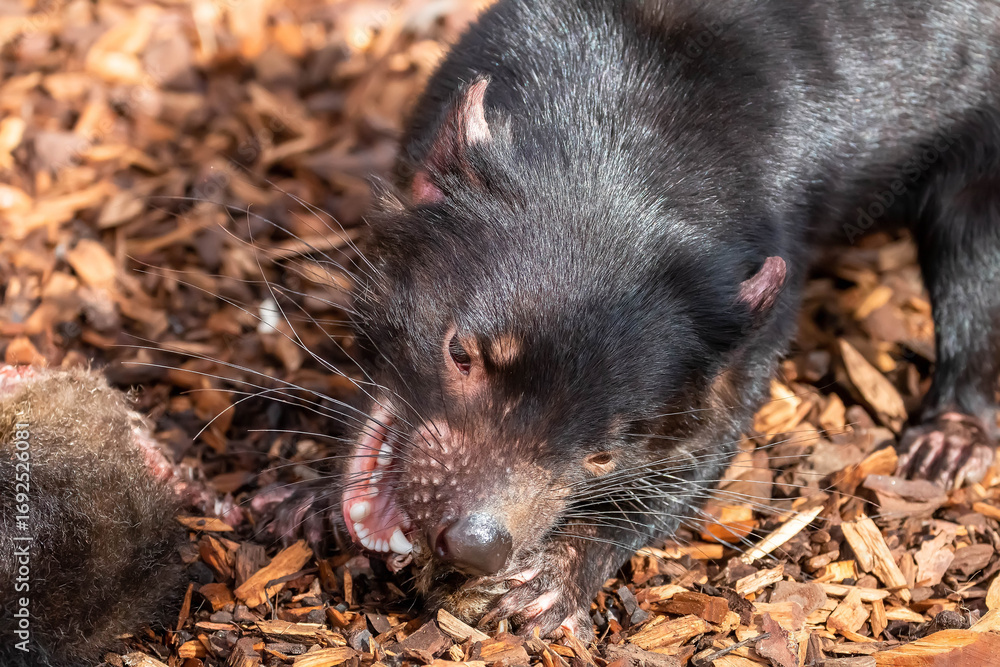 Tasmanian devil eating prey showing natural carnivore behavior Stock ...
