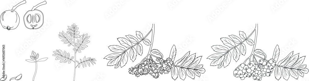Coloring page with life cycle of rowan tree (Sorbus aucuparia). Growth ...