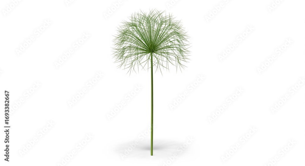 Single elegant papyrus plant with long green stems and a distinctive ...