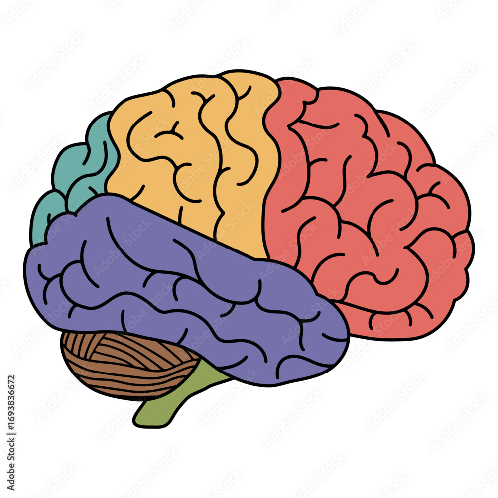 Brain anatomy with colored lobes. Human organ structure for education ...