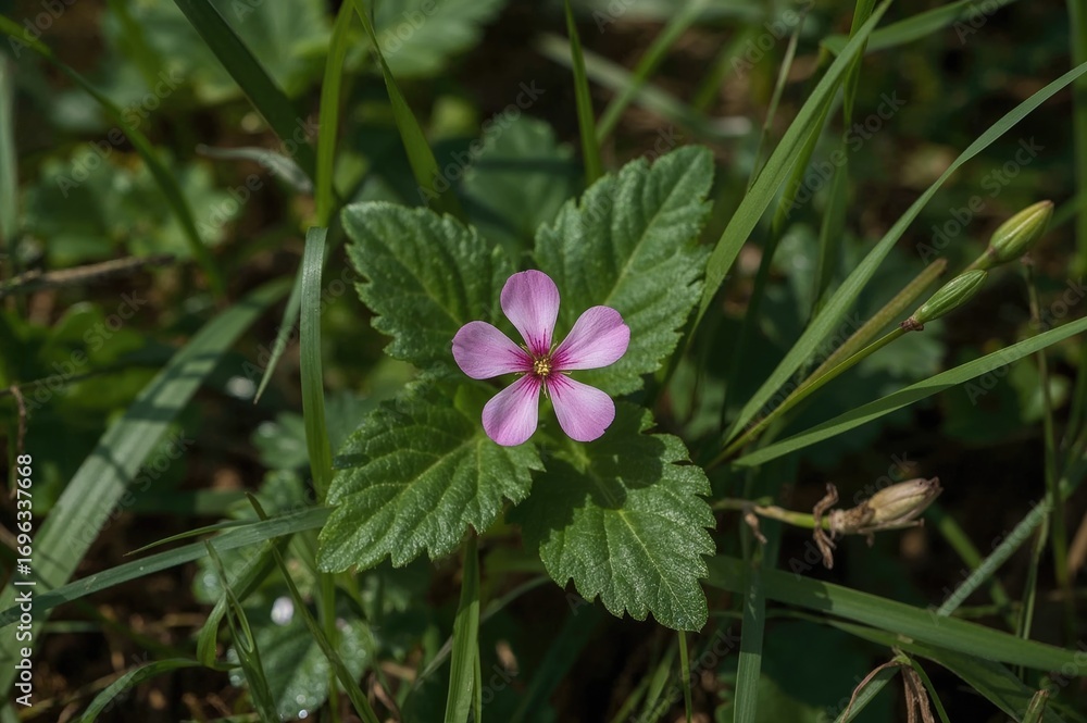 Oxalis latifolia, also called broadleaf woodsorrel, is a plant species ...