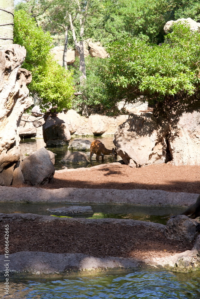 antelope, deer, wildlife, wild animal, drinking water, animal at river ...