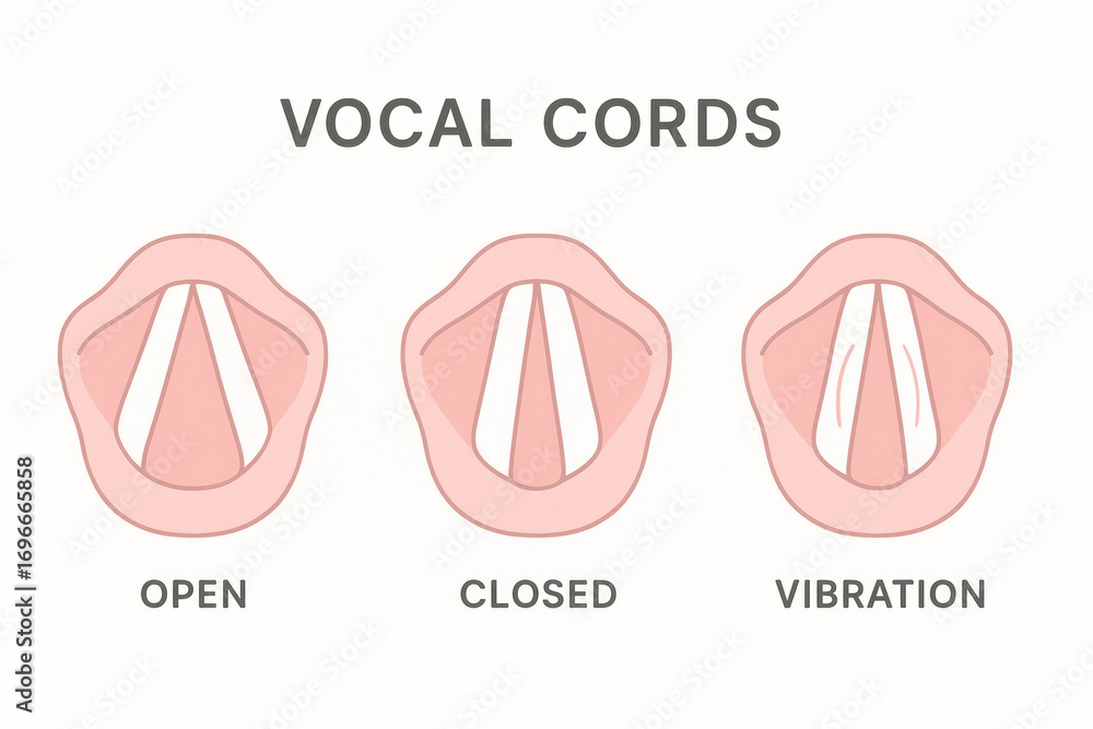 Vocal Cords Diagram Showing Open, Closed, and Vibration States ...