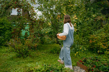 Happy Labor Day Apple Basket Free Stock Photo - Public Domain Pictures