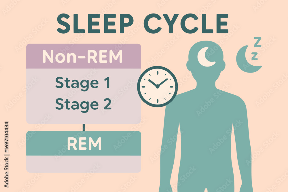 Understanding the stages of the human sleep cycle explained visually ...