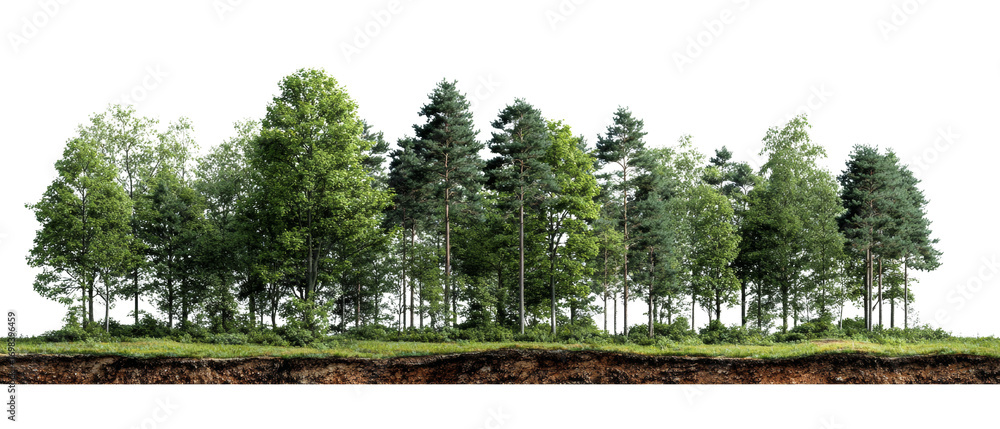 Lush green forest edge with a detailed soil profile on a transparent ...