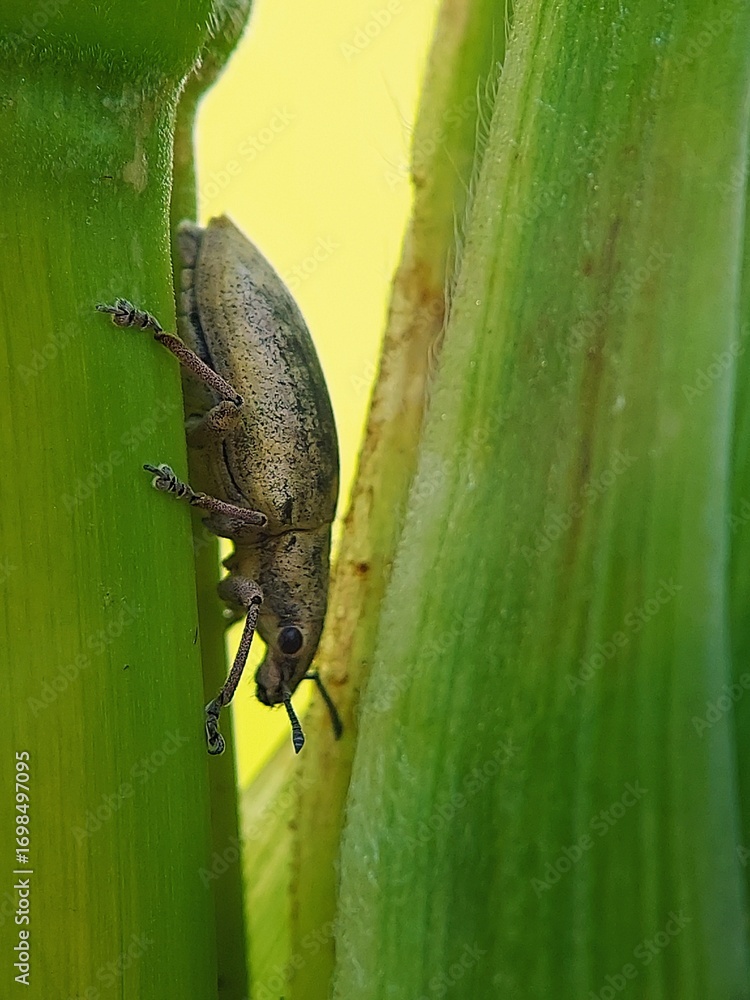 Micro Life: Why Do Snouted Beetles (Curculionidae) Perch Vertically on ...
