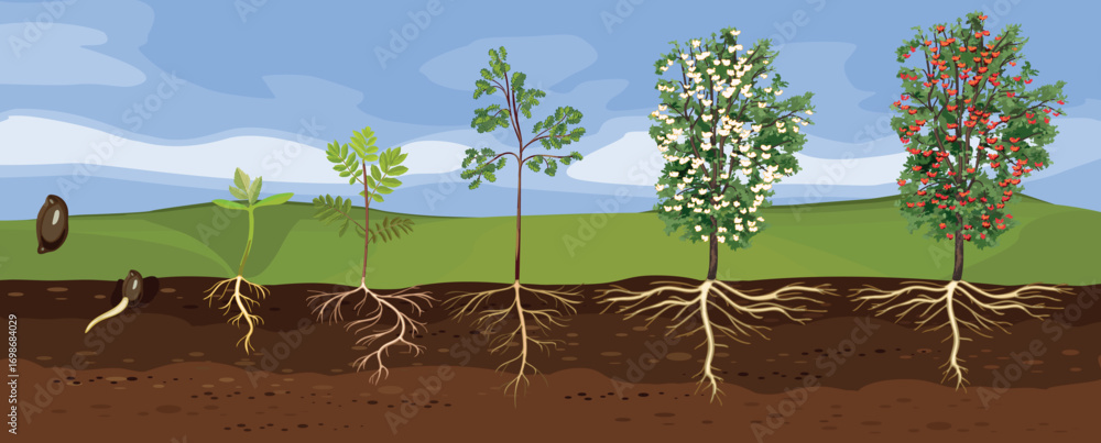 Summer landscape with life cycle of rowan tree (Sorbus aucuparia ...