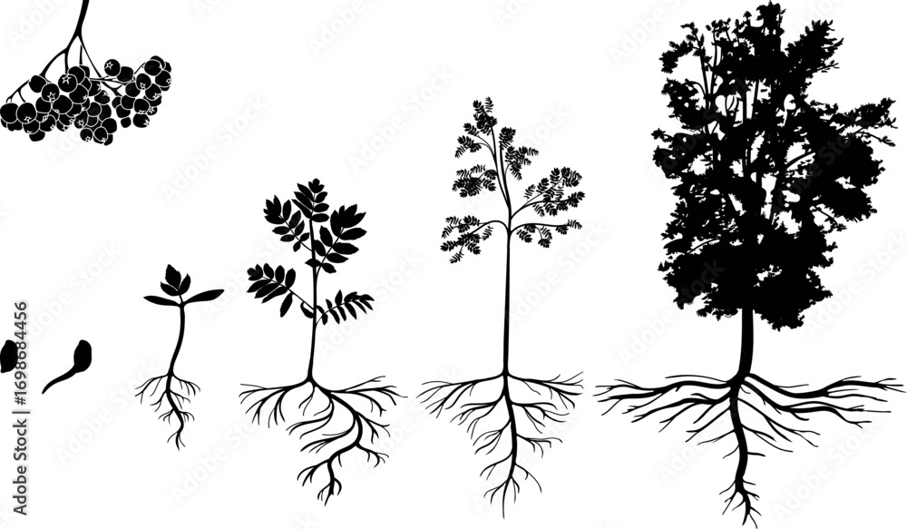 Black silhouette of life cycle of rowan tree (Sorbus aucuparia). Growth ...