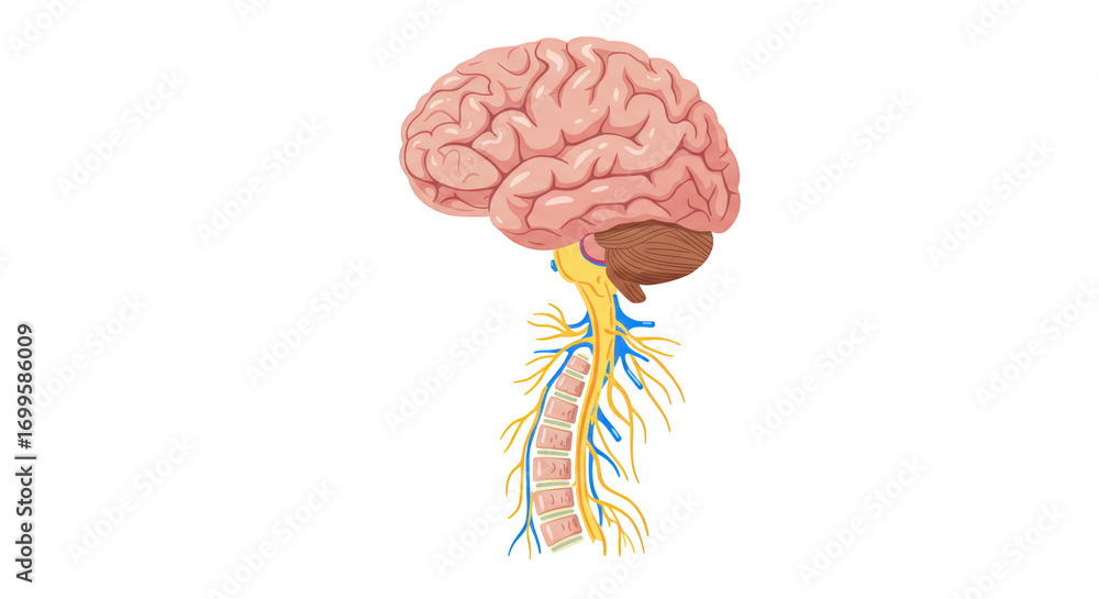 Human Brain and Spinal Cord Central Nervous System Illustration ...