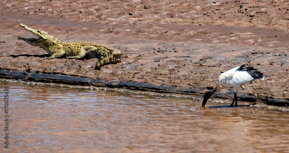 Nile crocodile and Ibis stork on a riverbank at the Samburu national ...