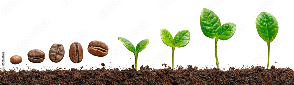 Coffee bean growth stages from seed to sprout Stock Photo | Adobe Stock
