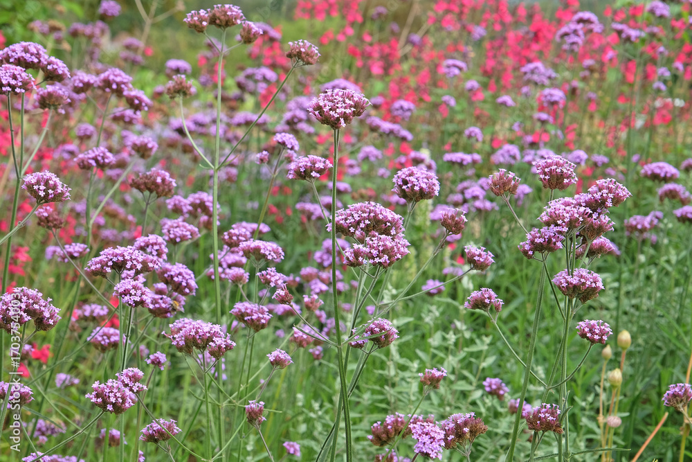 Purple Verbena bonariensis, also known as blue vervain ‘Buenos Aires ...