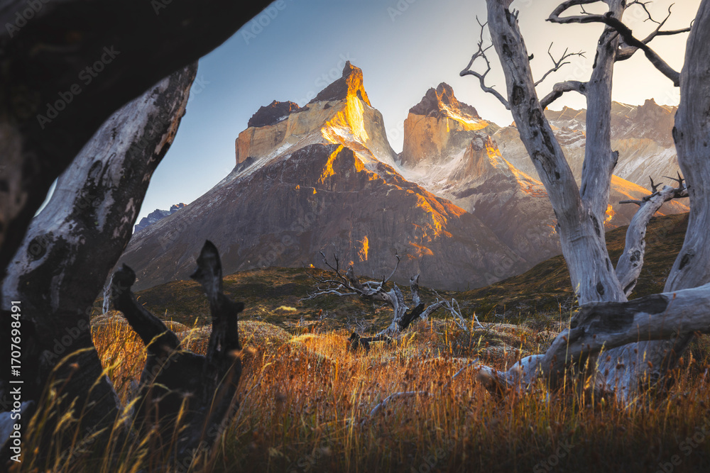 Cuernos del Paine framed in dead trees during sunrise, Torres del Paine ...