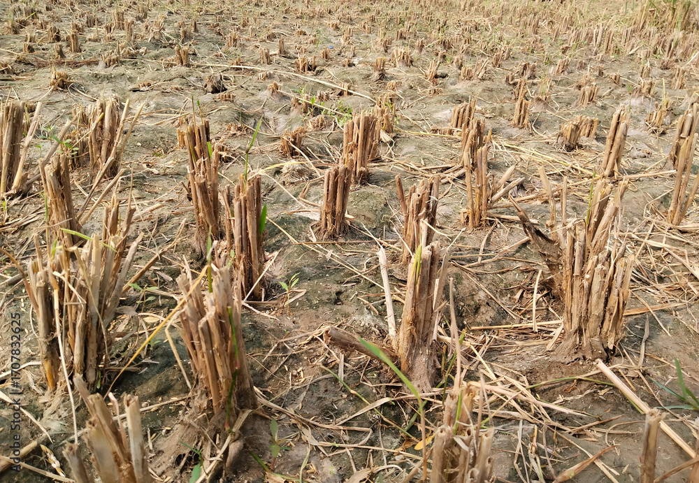 Paddy field after complete harvest showing only dry stubs and roots ...