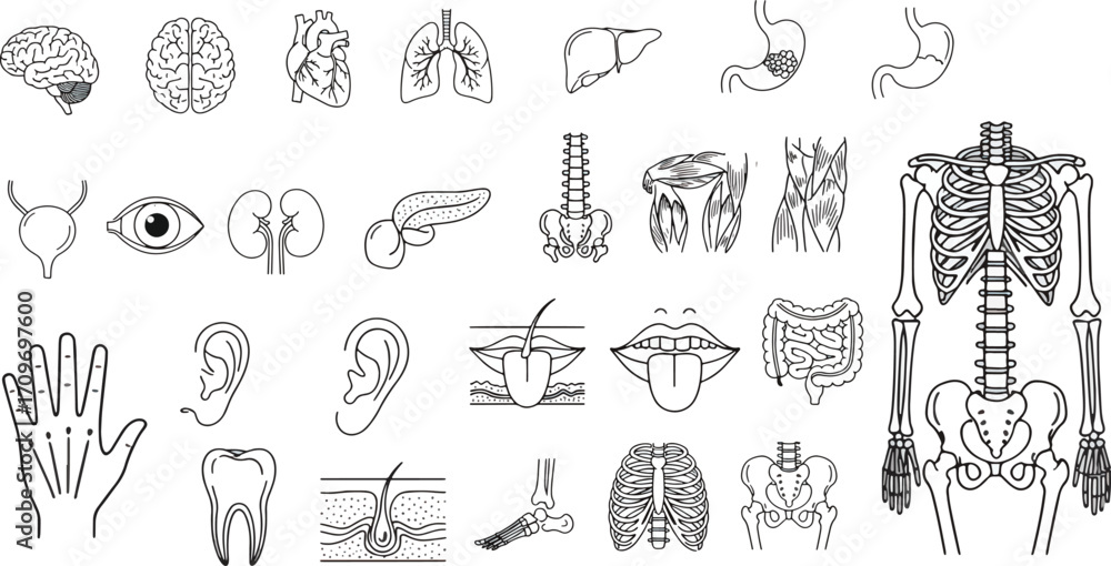Vector de Stock Detailed anatomical line art illustrations of the human ...