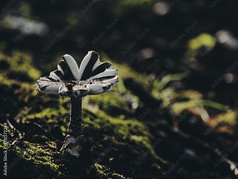 Tokyo, Japan - September 18, 2025: Wild Fungus or fungi in a forest ...