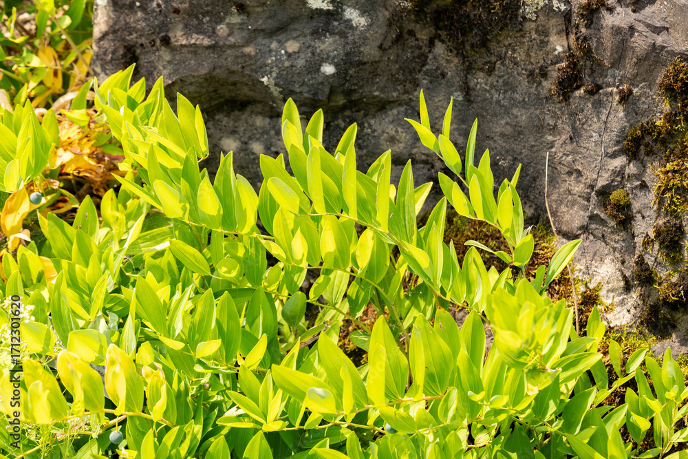 Angular Solomons seal or Polygonatum Odoratum plant in Zurich in ...