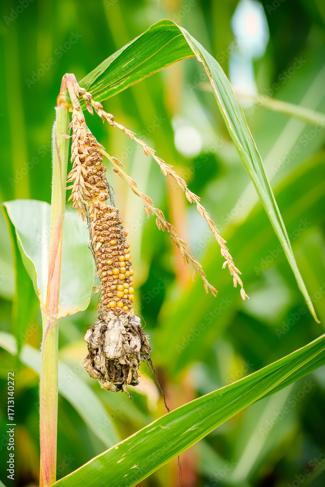 Crop failure due to fungus corn, mycosarcoma maydis on the corncob ...