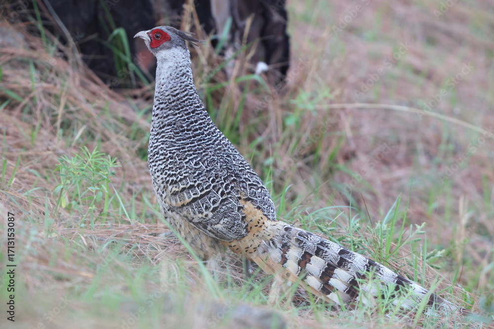 Cheer pheasant (Catreus wallichii), also known as Wallich's pheasant or ...
