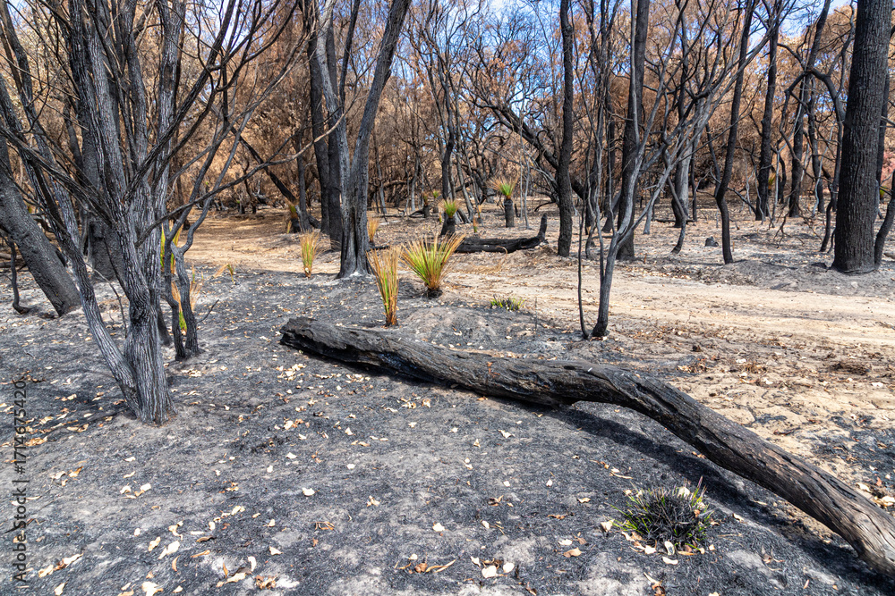 Plants recovering 17 days after a bush fire swept through the Marri ...
