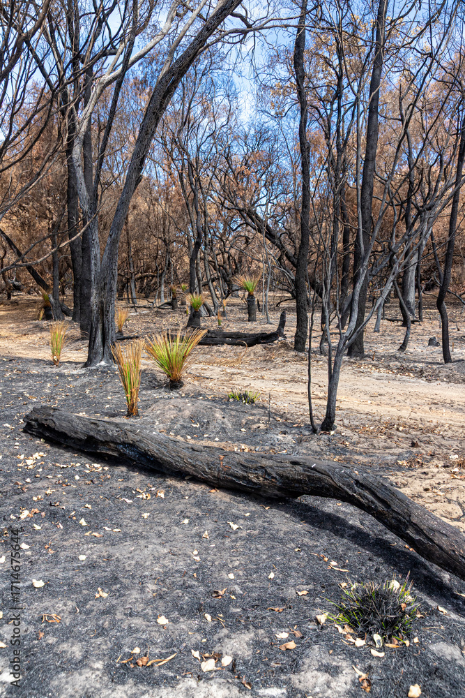 Plants recovering 17 days after a bush fire swept through the Marri ...