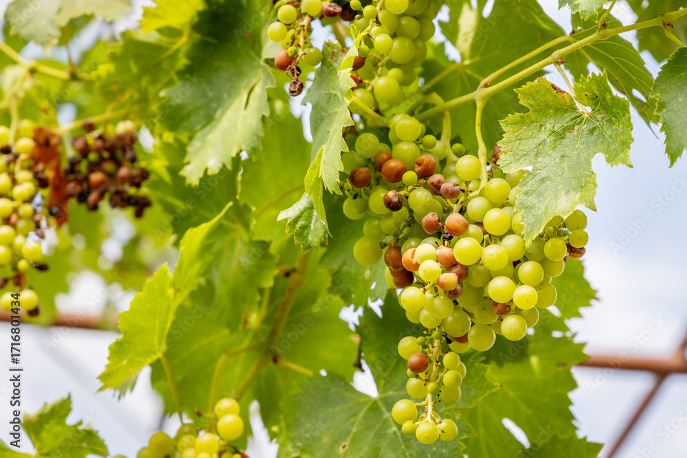 White grapes ripening on the vine show signs of infection from downy ...