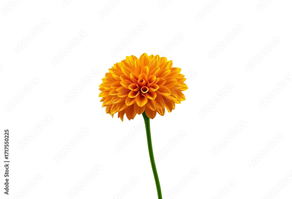 marigold flower isolated on transparent background,png image,Indian ...