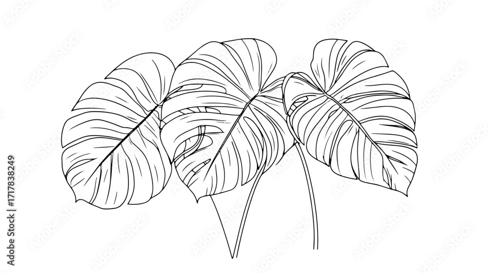 Download stunning monstera leaf outlines for your creative projects and ...