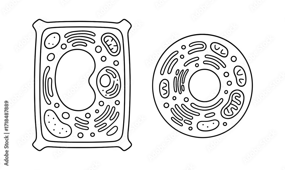 Detailed diagram of plant and animal cells for educational use in ...