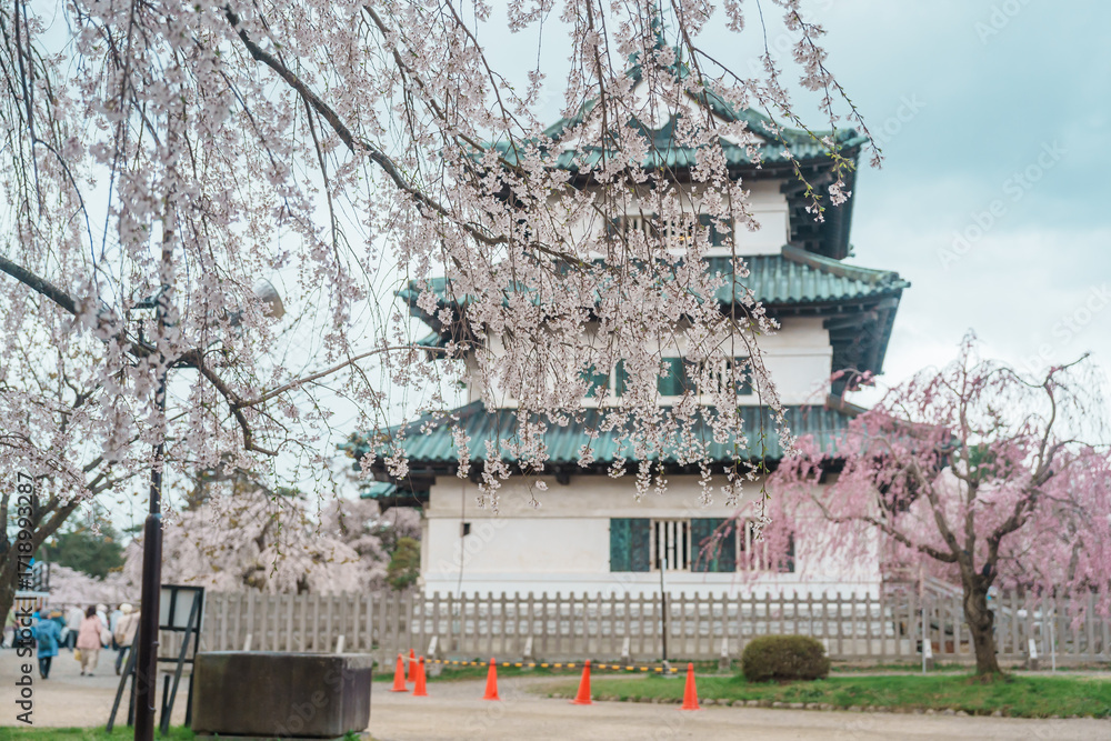 Beautiful Hirosaki Castle park with Sakura Cherry Blossom and Iwaki ...