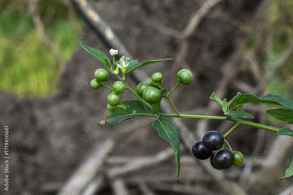 Leunca (Solanum nigrum) merupakan tanaman yang dimanfaatkan sebagai ...