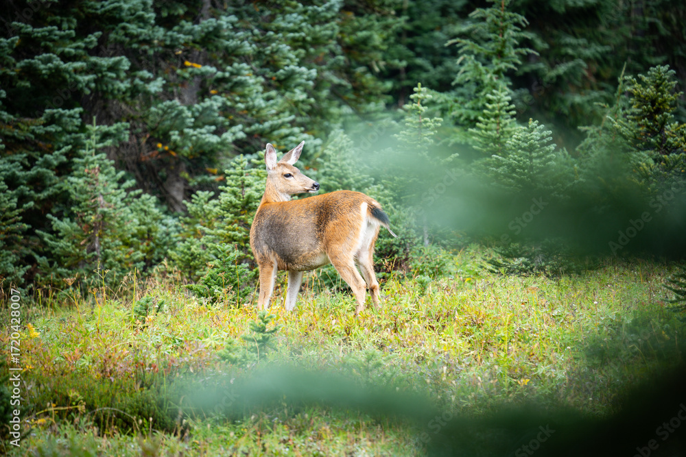 Mount Rainier mule deer taken during the Nisqually Valley Vista Hike in ...