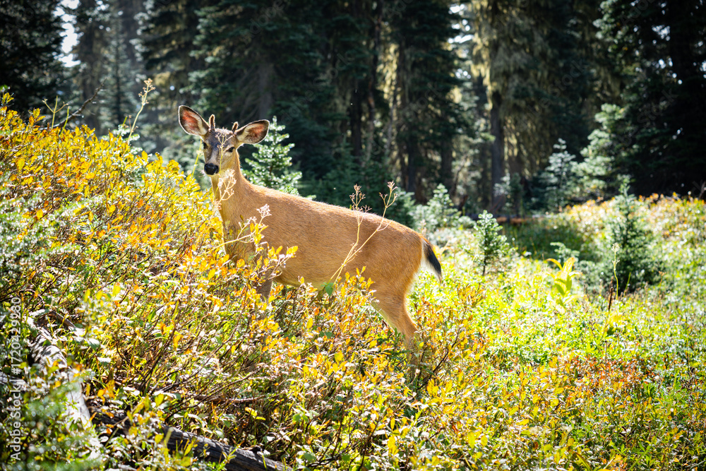 Mount Rainier mule deer taken during the Nisqually Valley Vista Hike in ...