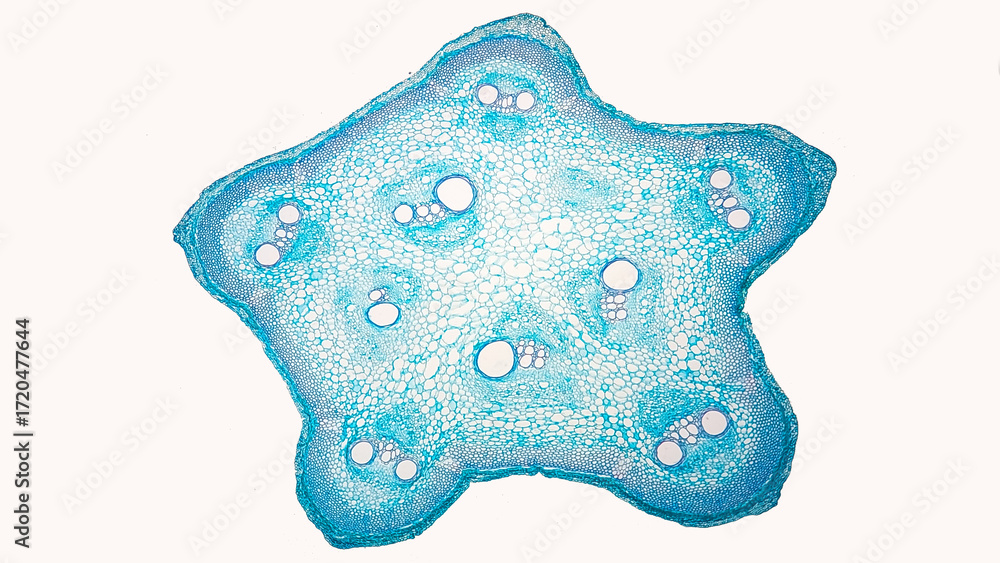 Cross-section of Loofah (Luffa sp.) stem under microscope. Cross ...