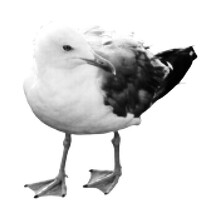 Ravens On Vintage Collage Background Free Stock Photo - Public Domain ...