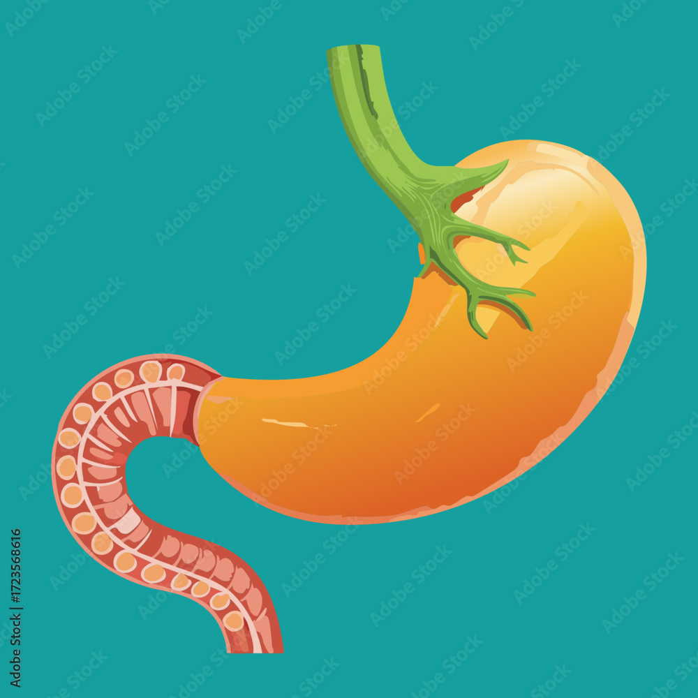 Anatomical Cross-Section of the Healthy Large Intestine Showing Wall ...